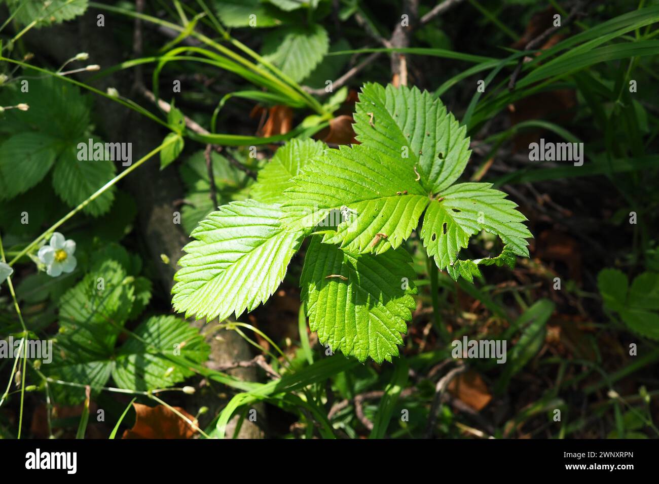 Strawberry Fragaria is genus of perennial herbaceous plants in the rose ...