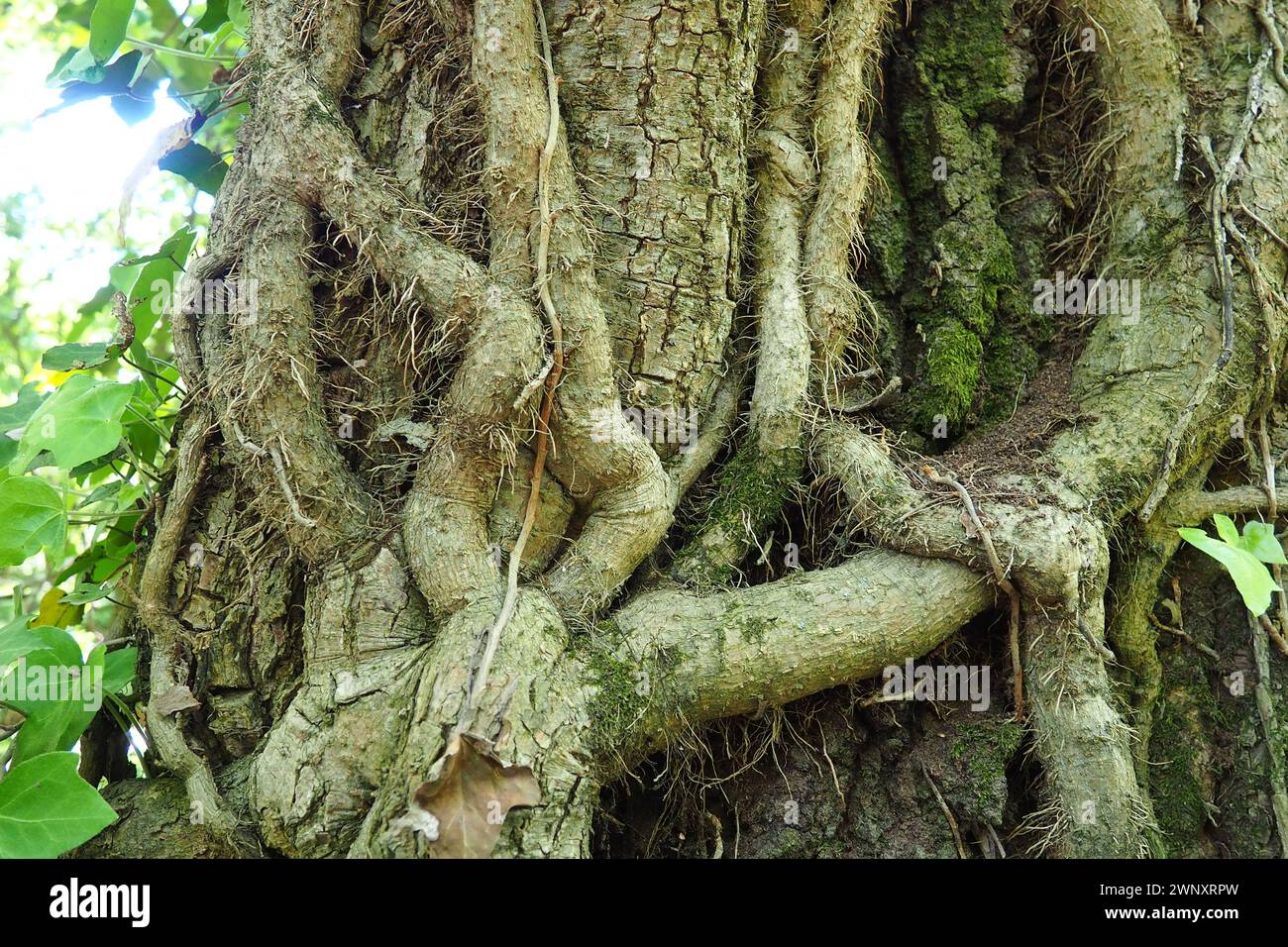 Creepers on tree branches in a European forest. Serbia, Fruska Gora ...