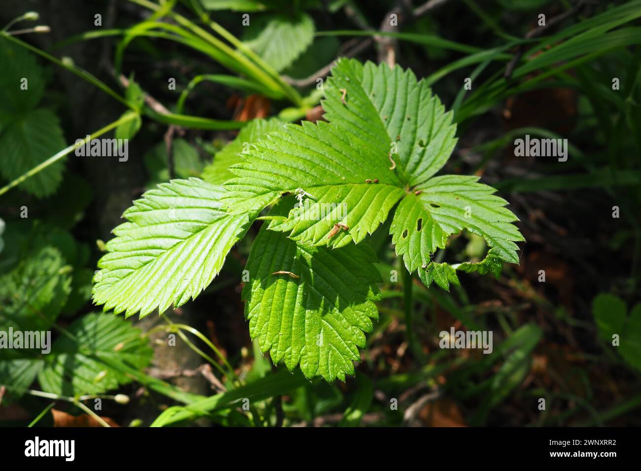 Strawberry Fragaria is genus of perennial herbaceous plants in the rose ...