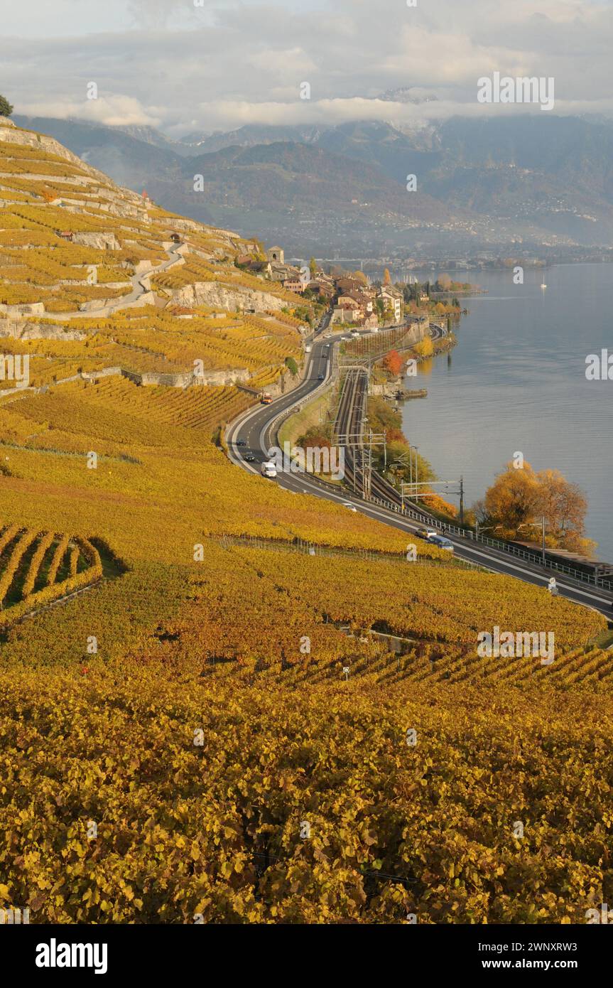 Rivaz: Colourfull landscape of the Unesco world heritage Lavaux along ...