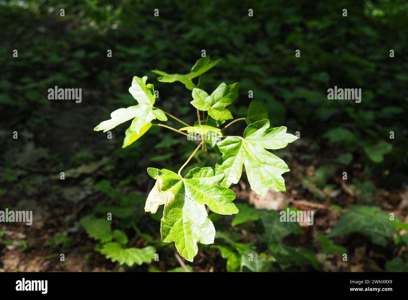 Acer is a genus of trees and shrubs commonly known as maples. The genus ...
