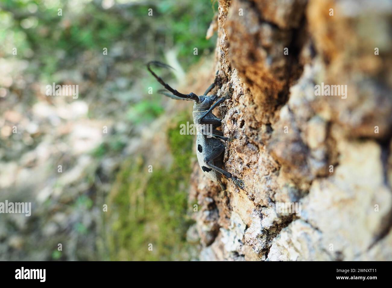 Morimus funereus is a species of beetle in family Cerambycidae or ...