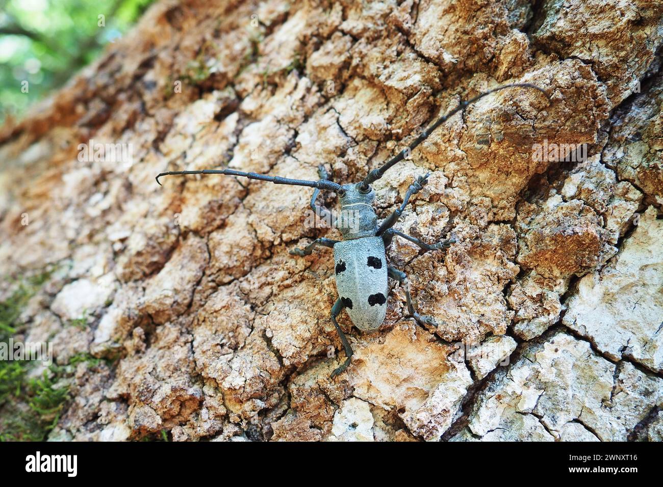 Morimus funereus is a species of beetle in family Cerambycidae or ...
