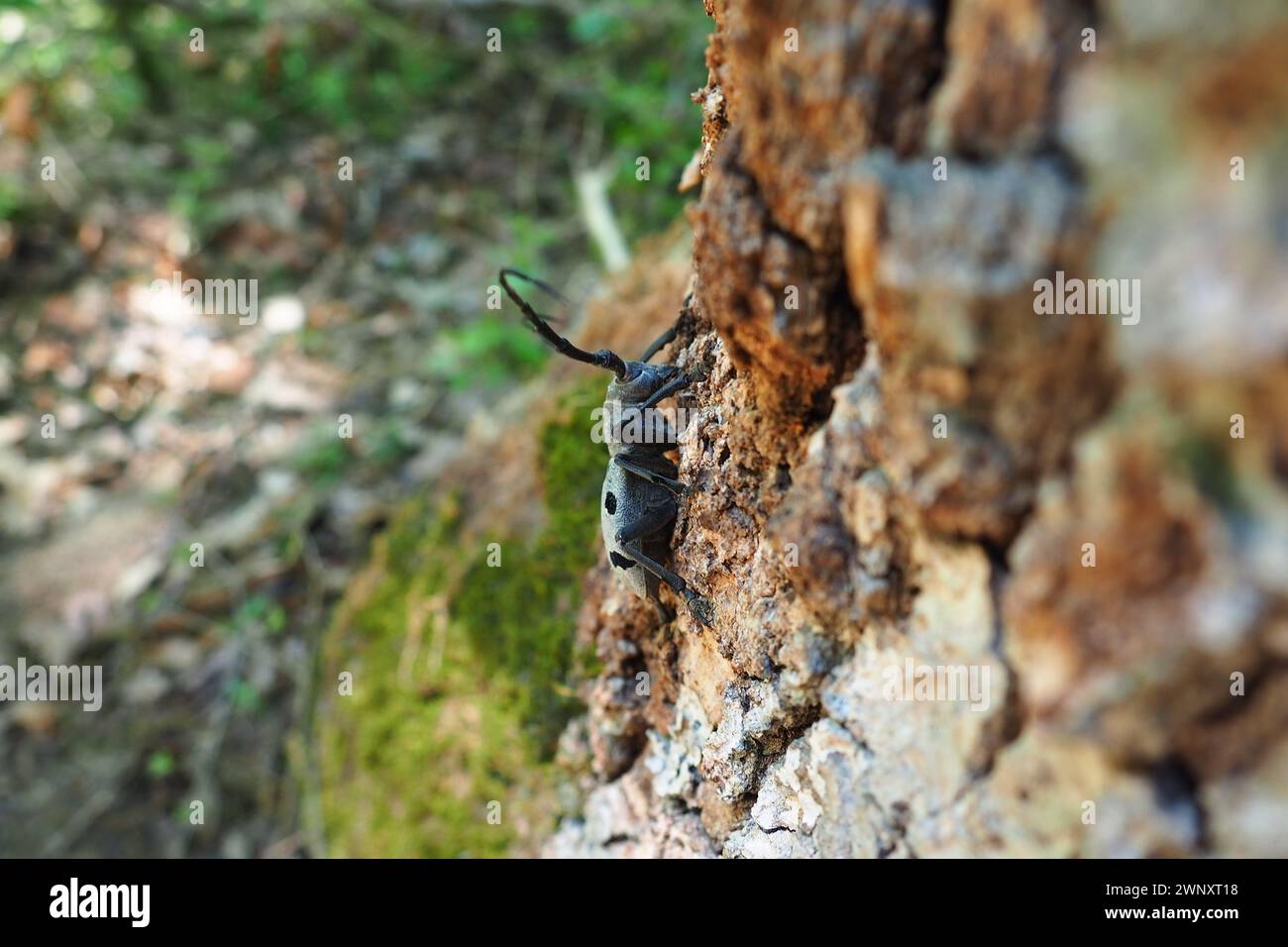 Morimus funereus is a species of beetle in family Cerambycidae or ...