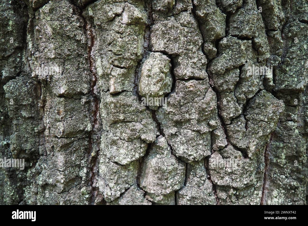 Natural oak quercus wood texture hi-res stock photography and images ...