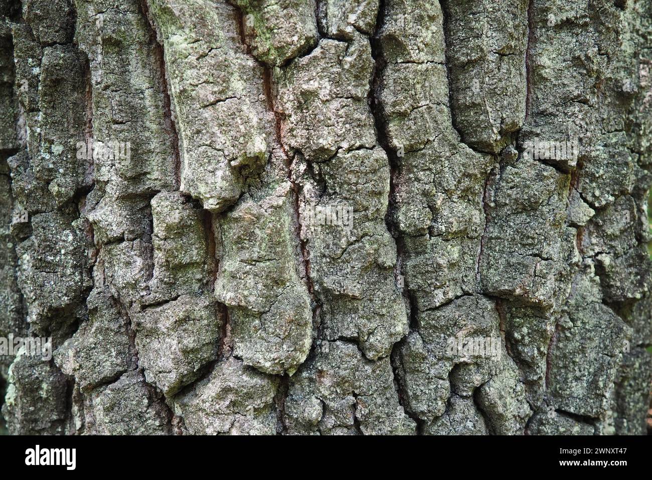 Oak bark macro tree hi-res stock photography and images - Alamy