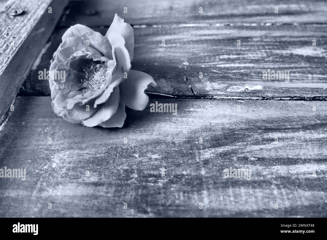 one rose on a wooden background. Please accept our condolences ...