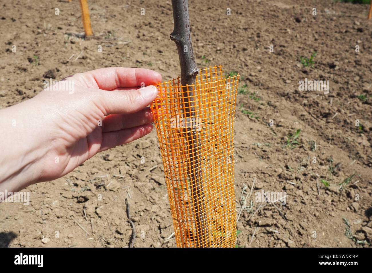 Plum tree seedling hi-res stock photography and images - Alamy