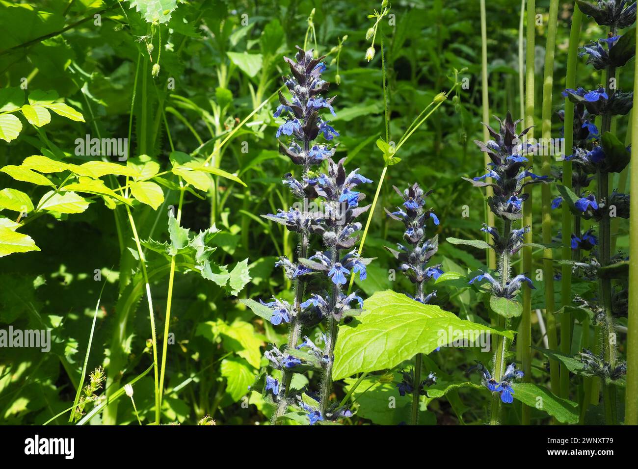 Sage, or Salvia is a large genus of perennial herbaceous plants and ...