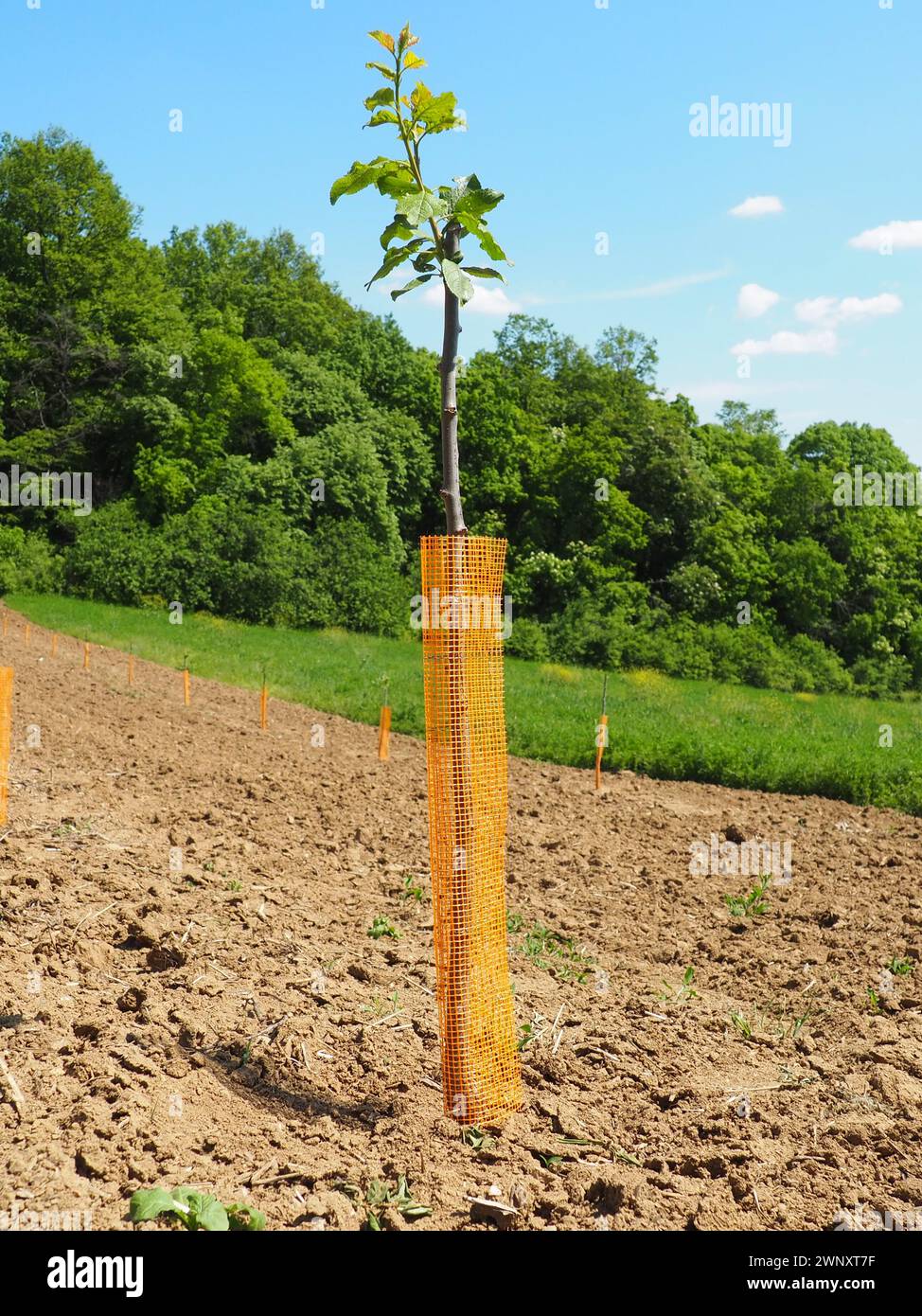 An apple tree sapling is planted in garden soil in the spring, in a ...
