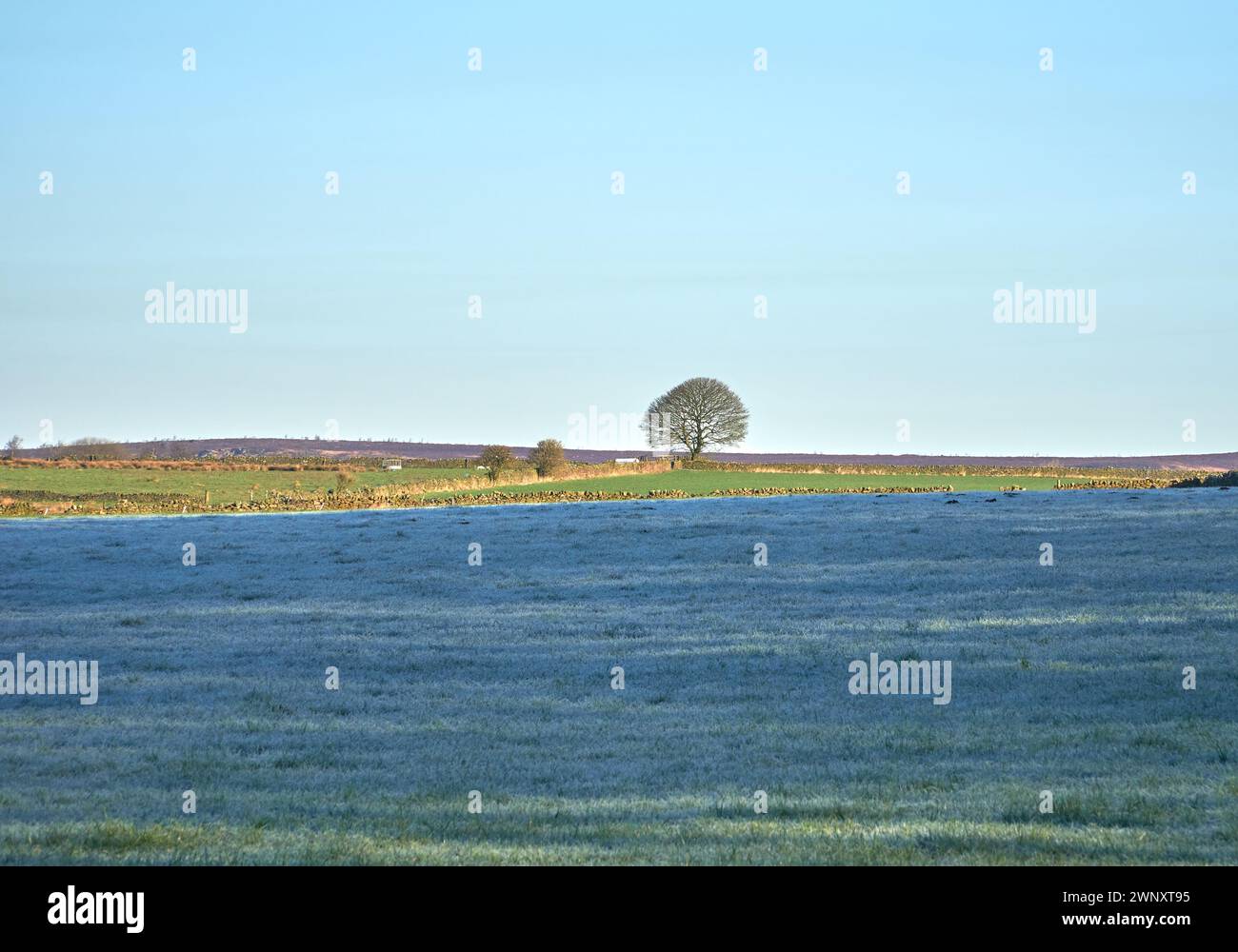 Distant big tree hi-res stock photography and images - Alamy