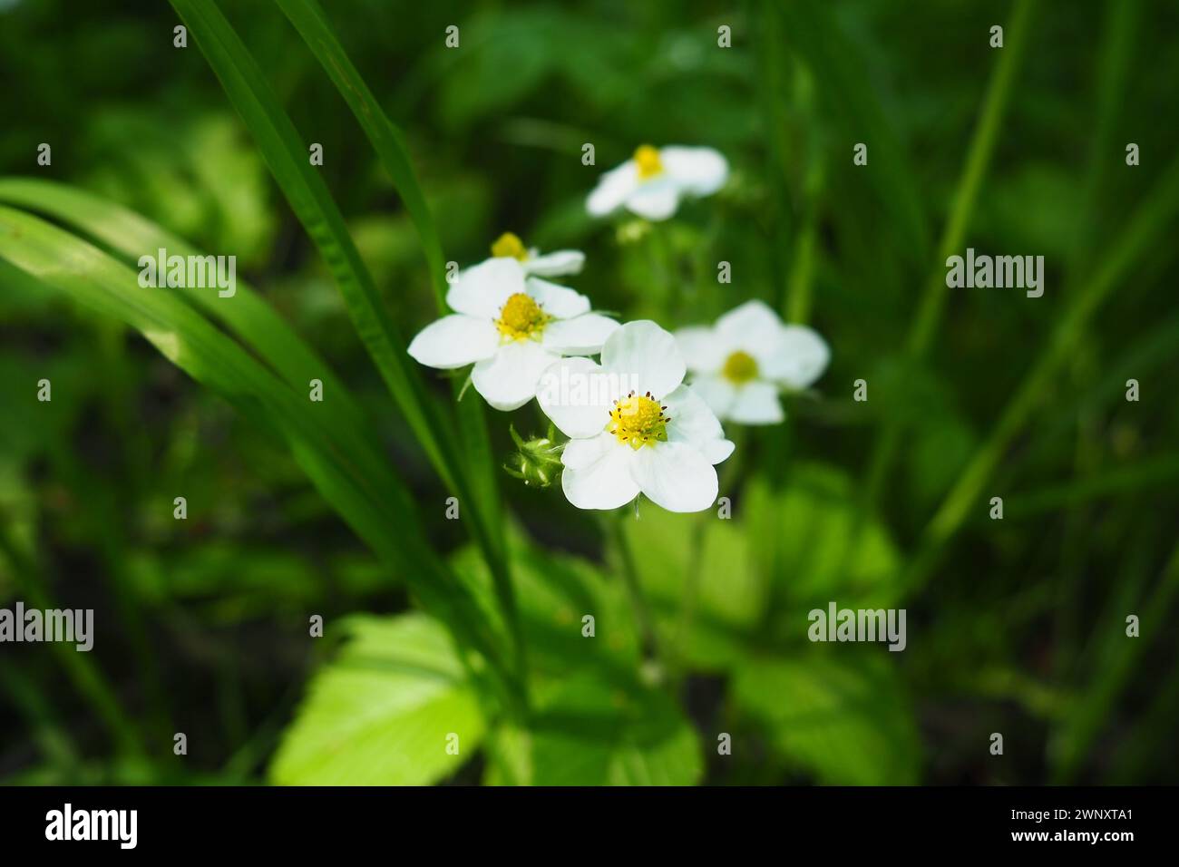 Strawberry Fragaria is genus of perennial herbaceous plants in the rose ...