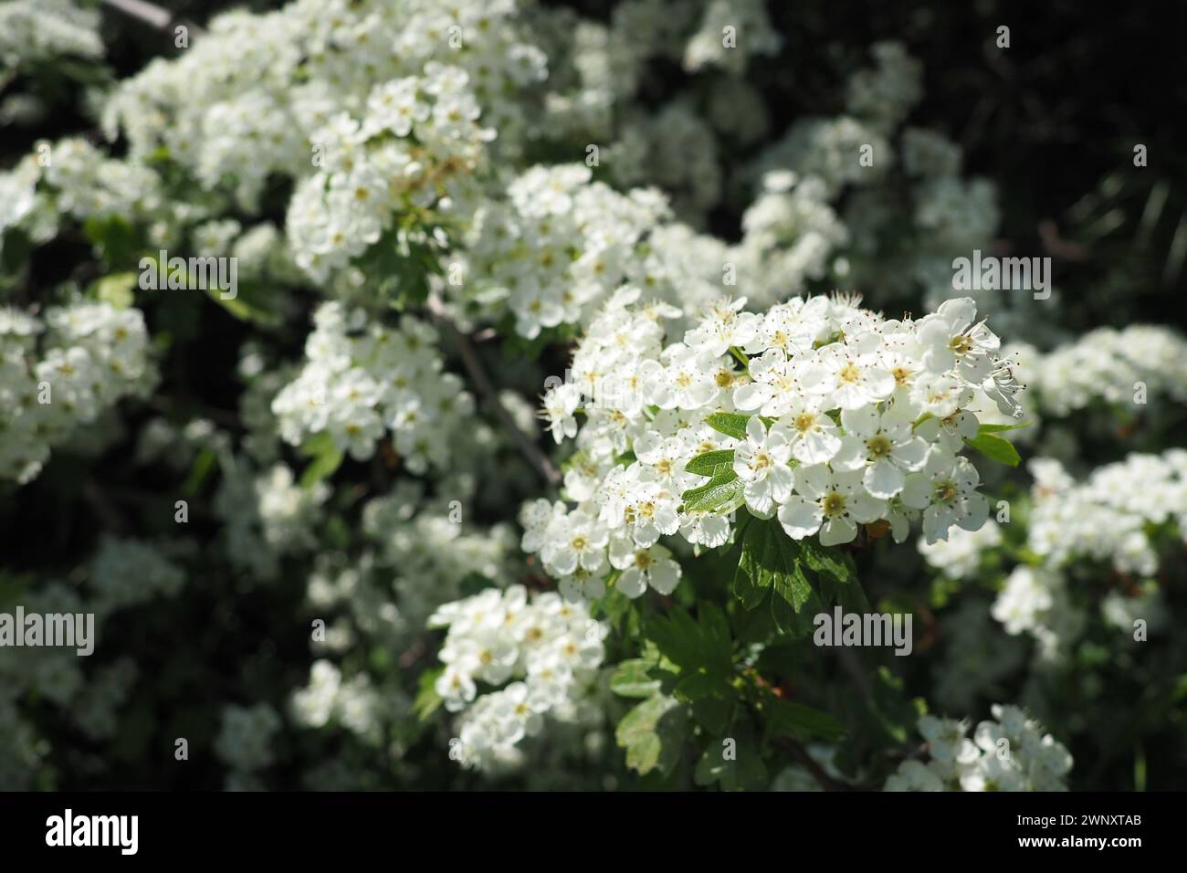 White spring flowers on a tree branch, green bokeh background. Spring ...