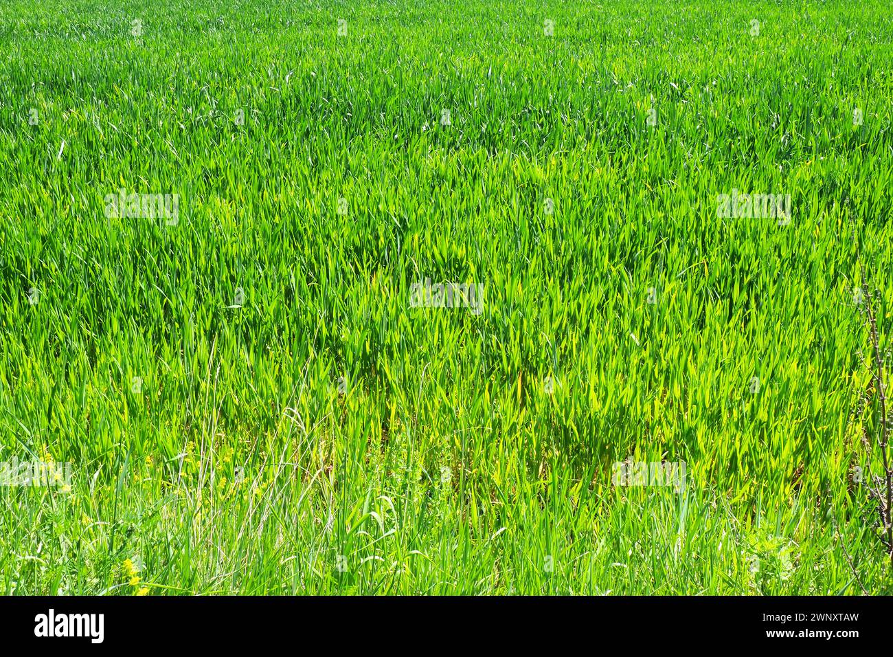 Good crops of winter wheat in the spring farm field. Green sprouts of ...