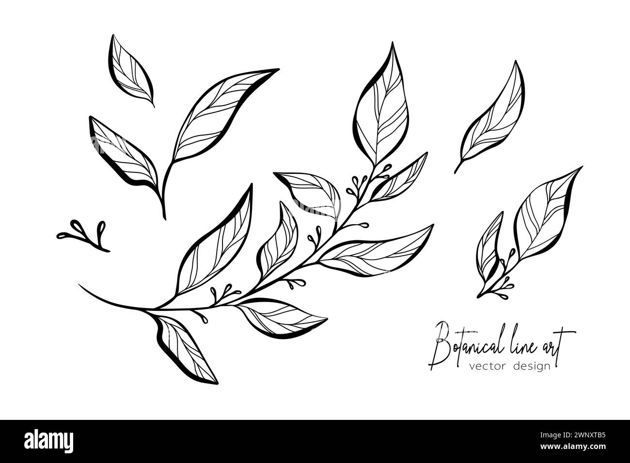 Botanical Elegant Line Art Illustration Of Flower Leaves Branch For Wedding Invitation And Cards 