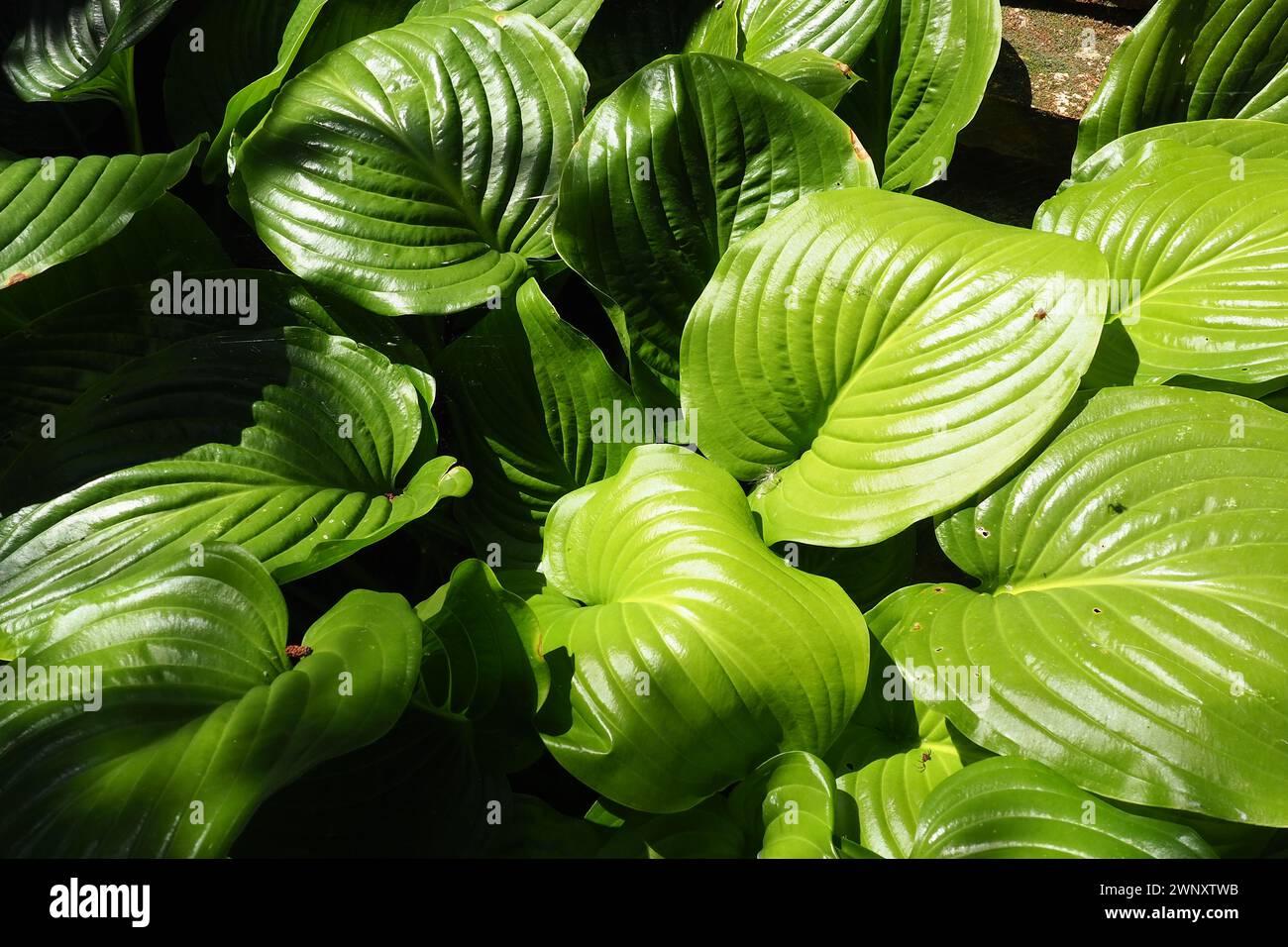 Hosta plantaginea, the fragrant plantain lily or August lily, is ...