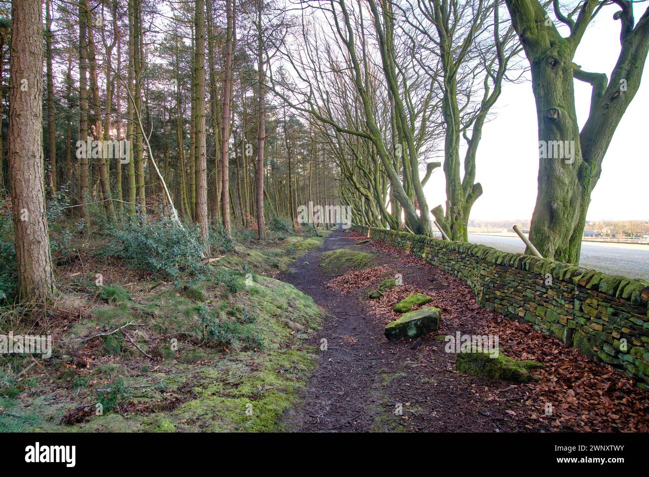 Creepy tree tunnel hi-res stock photography and images - Alamy