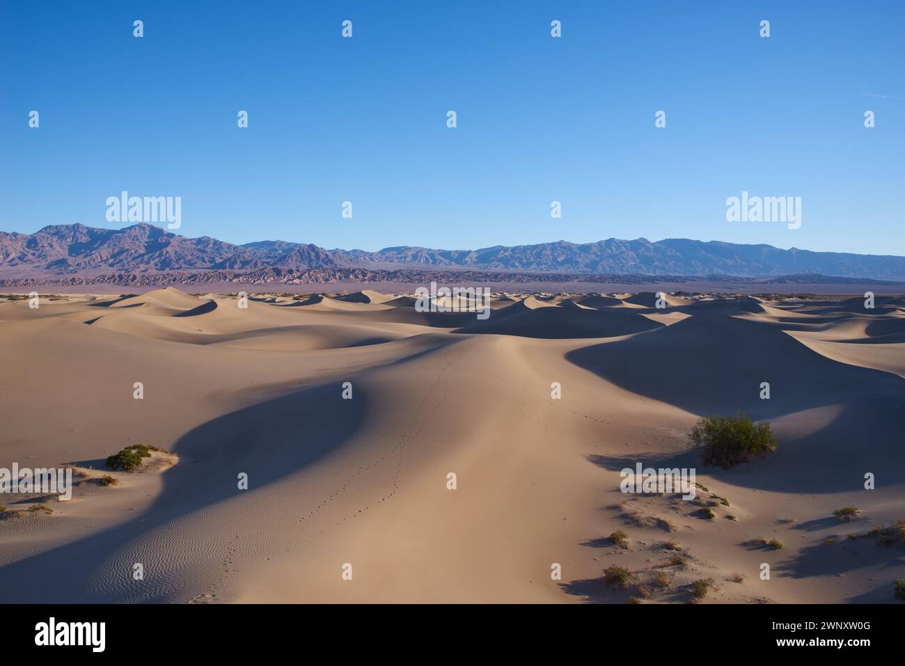 Desert wilderness, Sahara desert. Isolation and loneliness Stock Photo ...