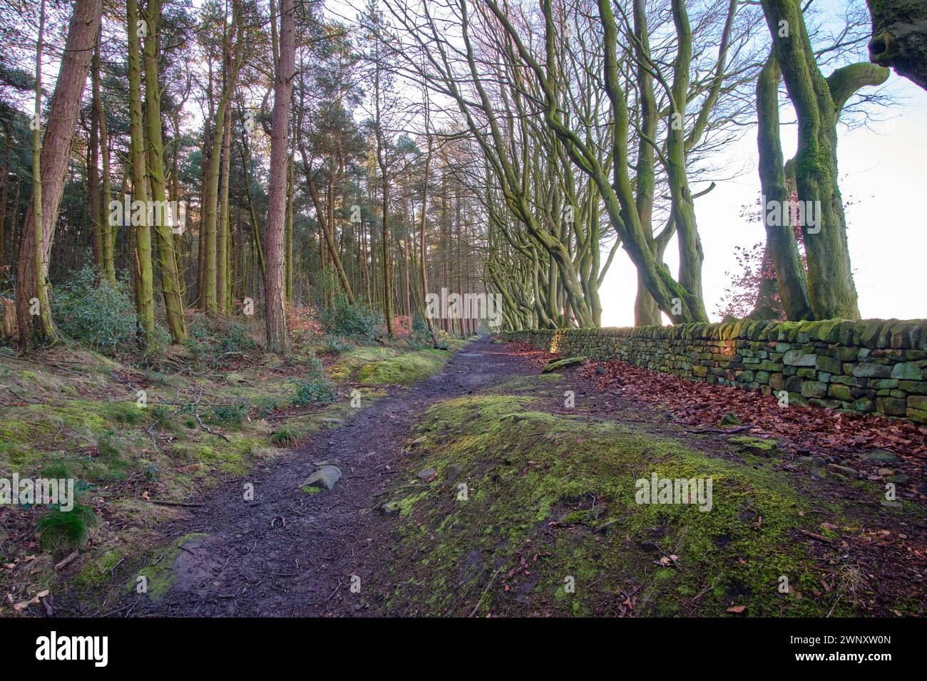 Long woodland path lined with Beech trees in Upper Moor, Derbyshire, UK ...