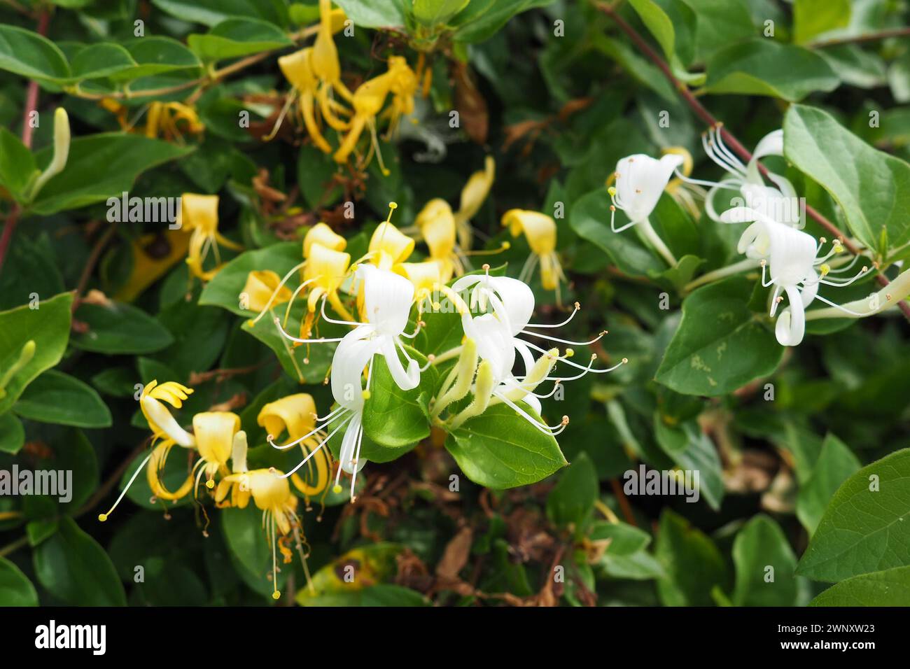 Lonicera japonica, Japanese honeysuckle and golden-and-silver ...