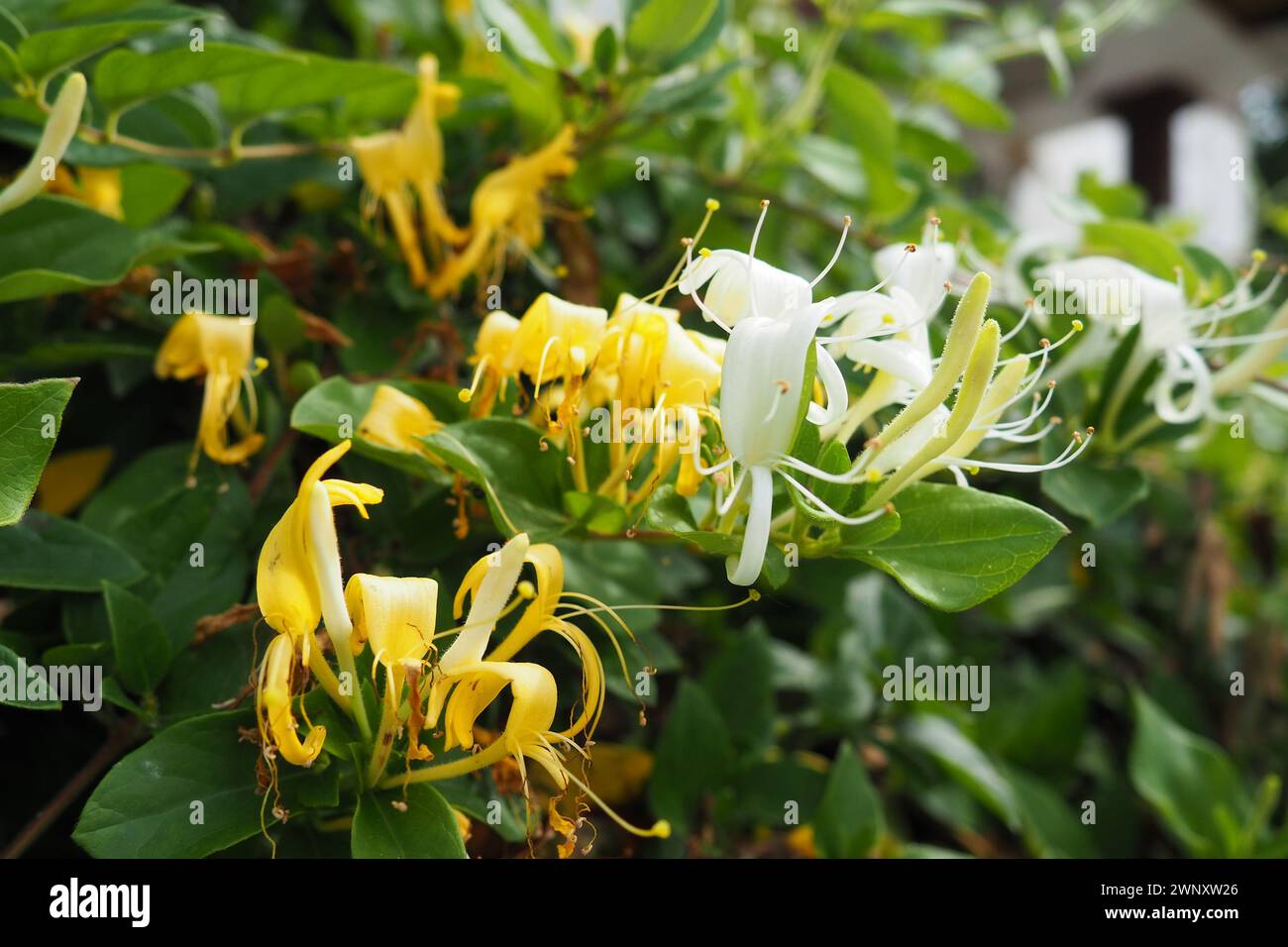 Lonicera japonica, Japanese honeysuckle and golden-and-silver ...
