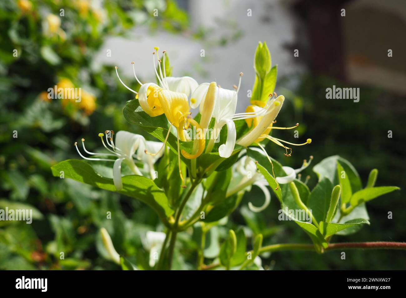 Lonicera japonica, Japanese honeysuckle and golden-and-silver ...