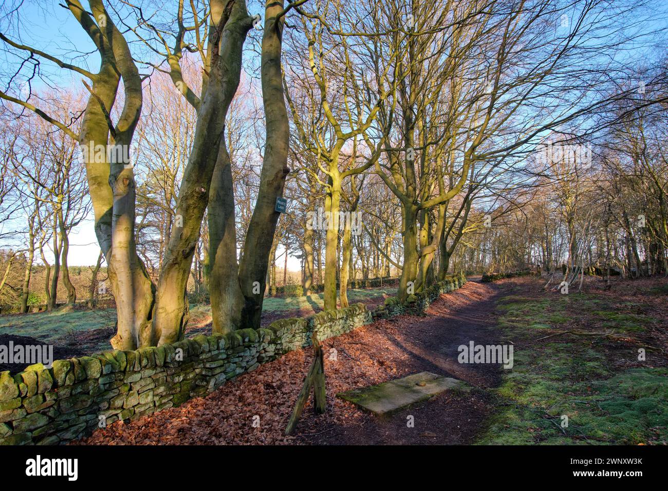 Long woodland path lined with Beech trees in Upper Moor, Derbyshire, UK ...