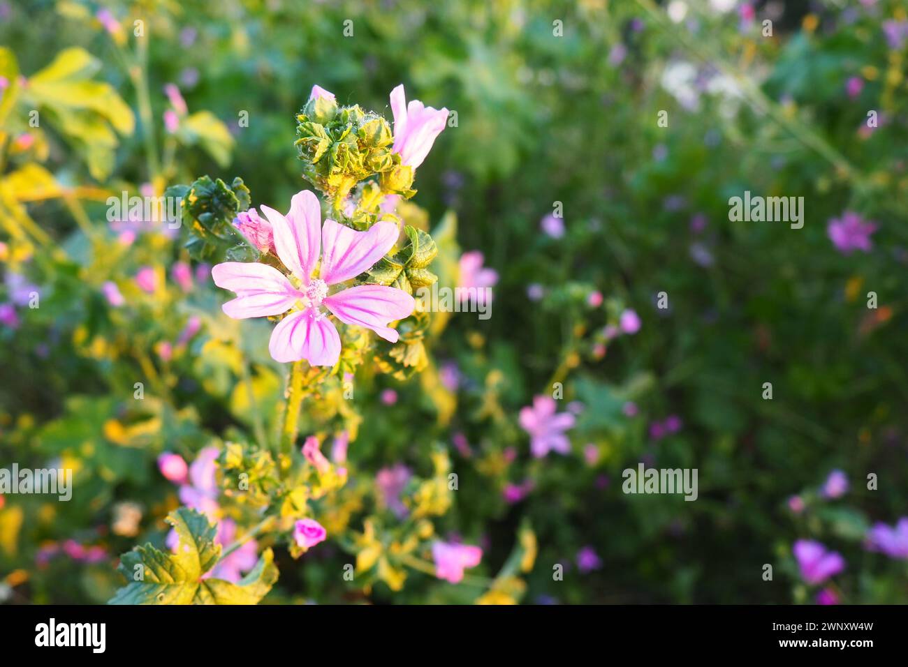 Maljva hi-res stock photography and images - Alamy