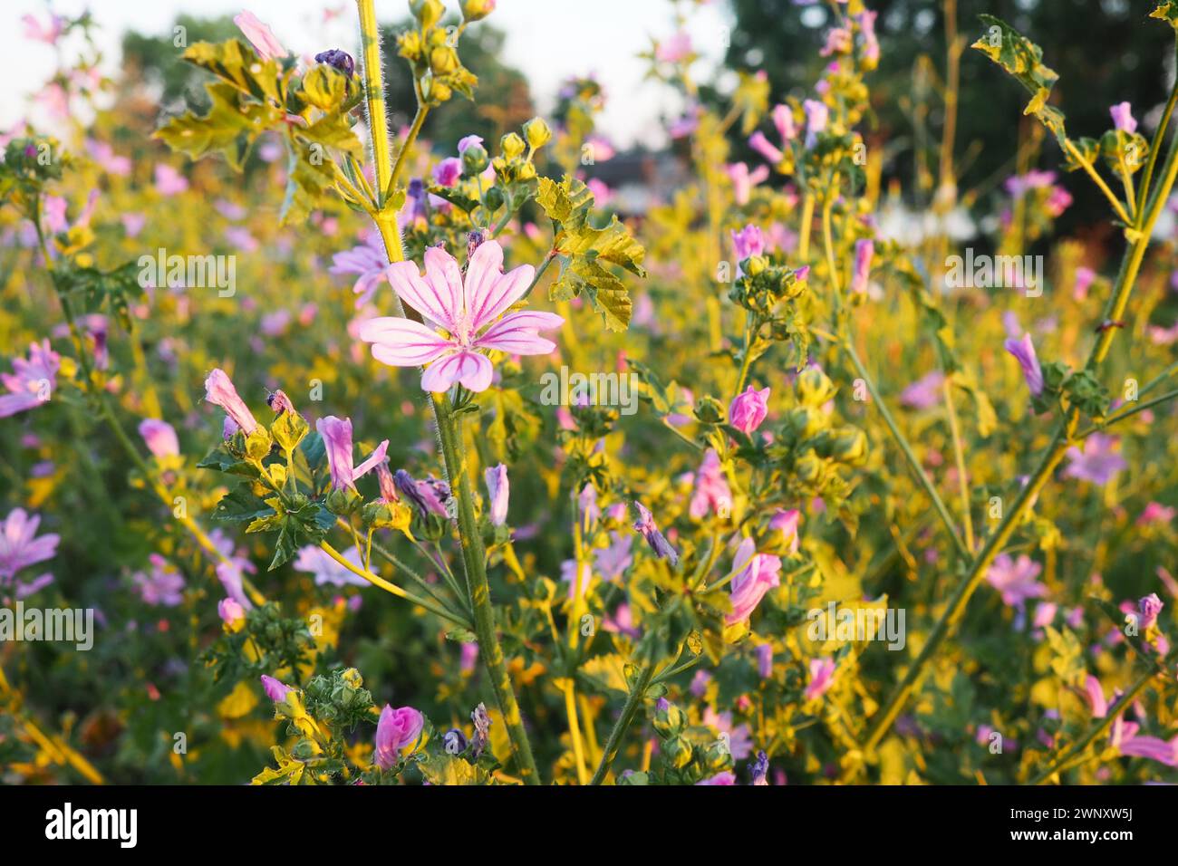 Maljva hi-res stock photography and images - Alamy