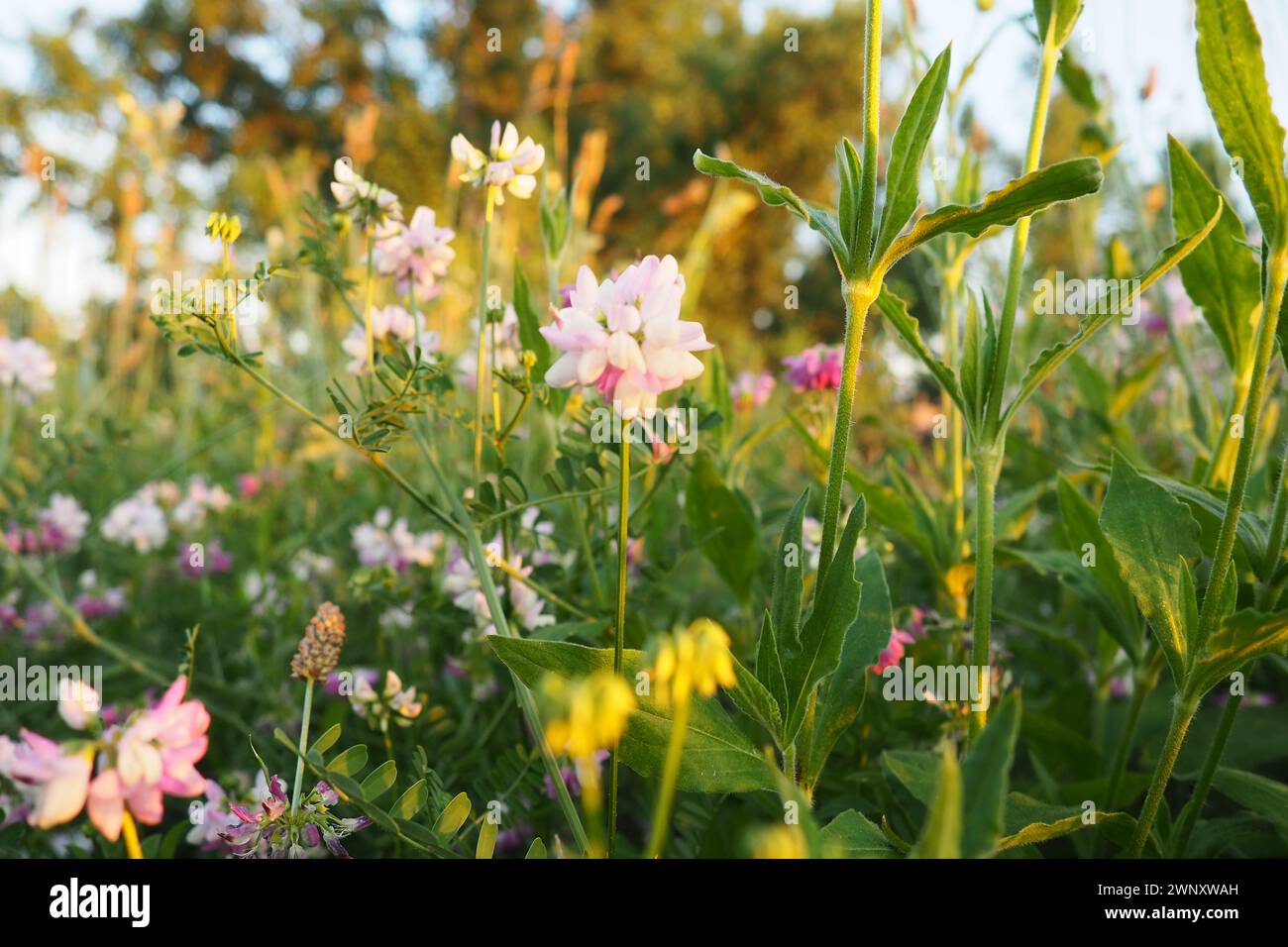 Variegated ax fruit, or multi-colored Securigera varia is a flowering ...
