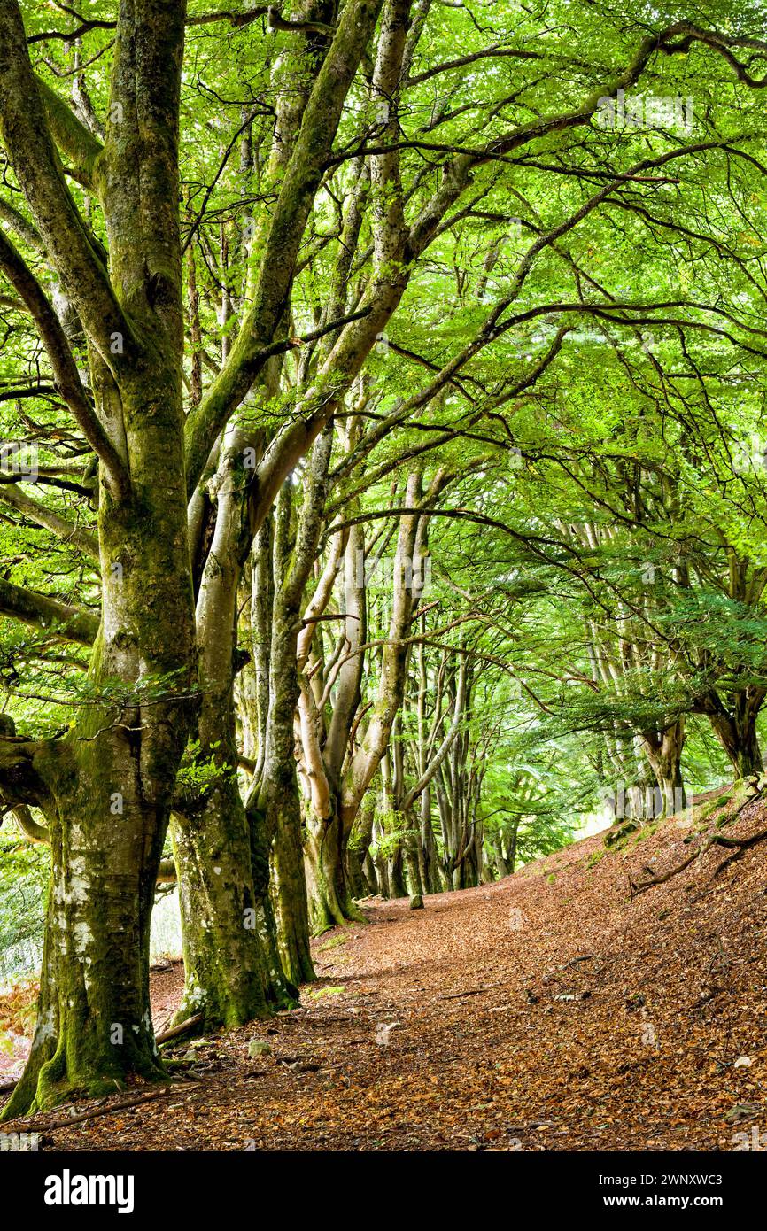 Moss covered beech trees on footpath at Glen Lyon, Perthshire, Scotland ...