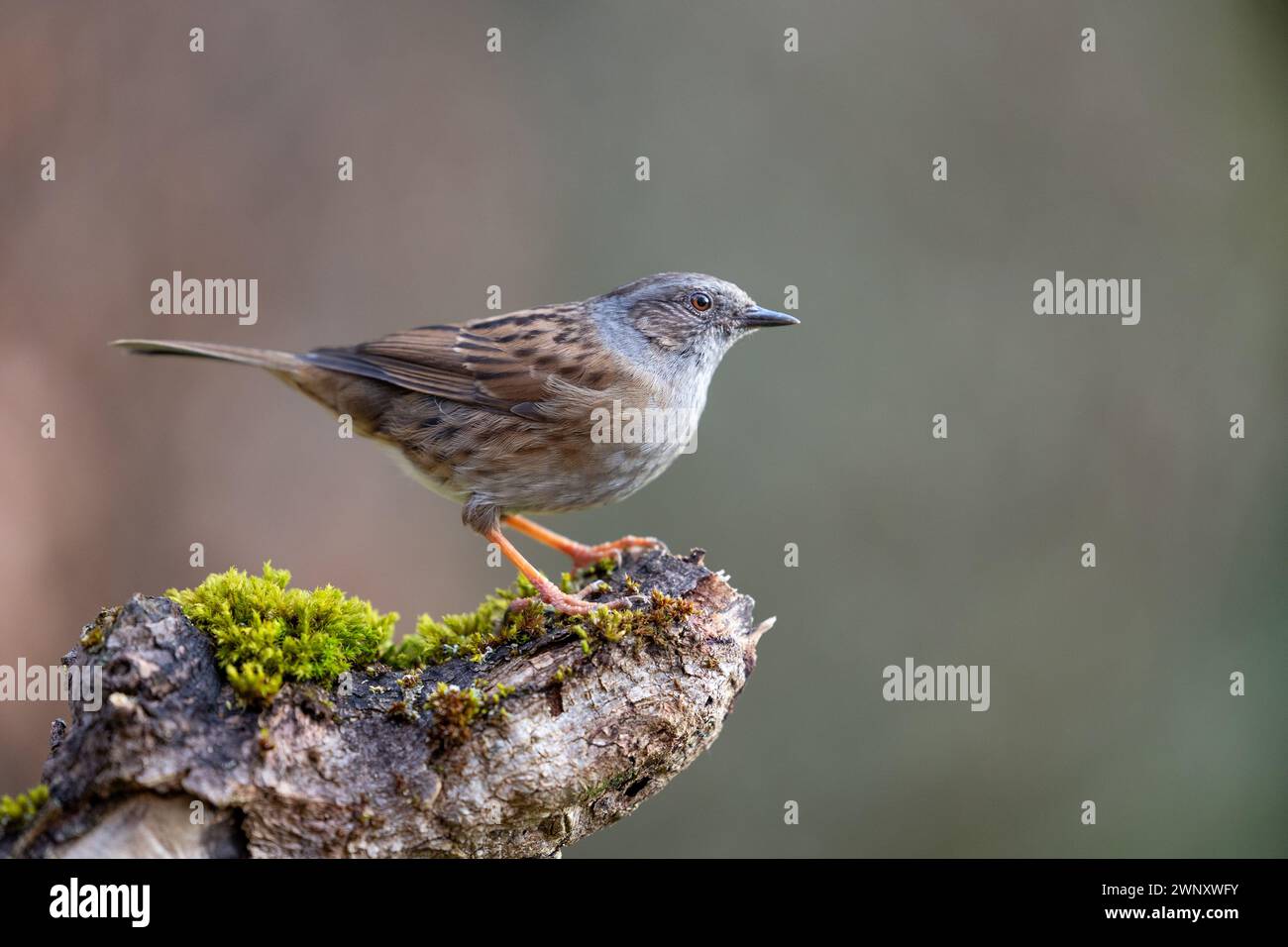 Dunnock (Prunella modularis) in Spring. Perched on a mossy log with a ...