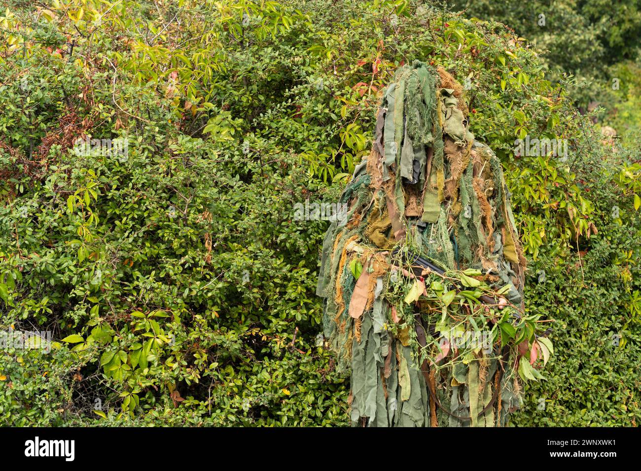 A soldier wearing military camouflage clothing, blending into the green ...