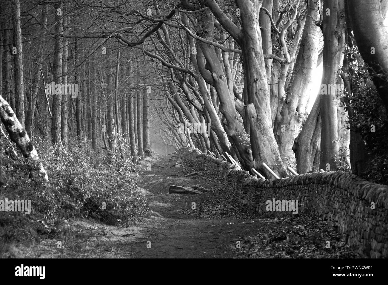 Creepy tree tunnel Black and White Stock Photos & Images - Alamy