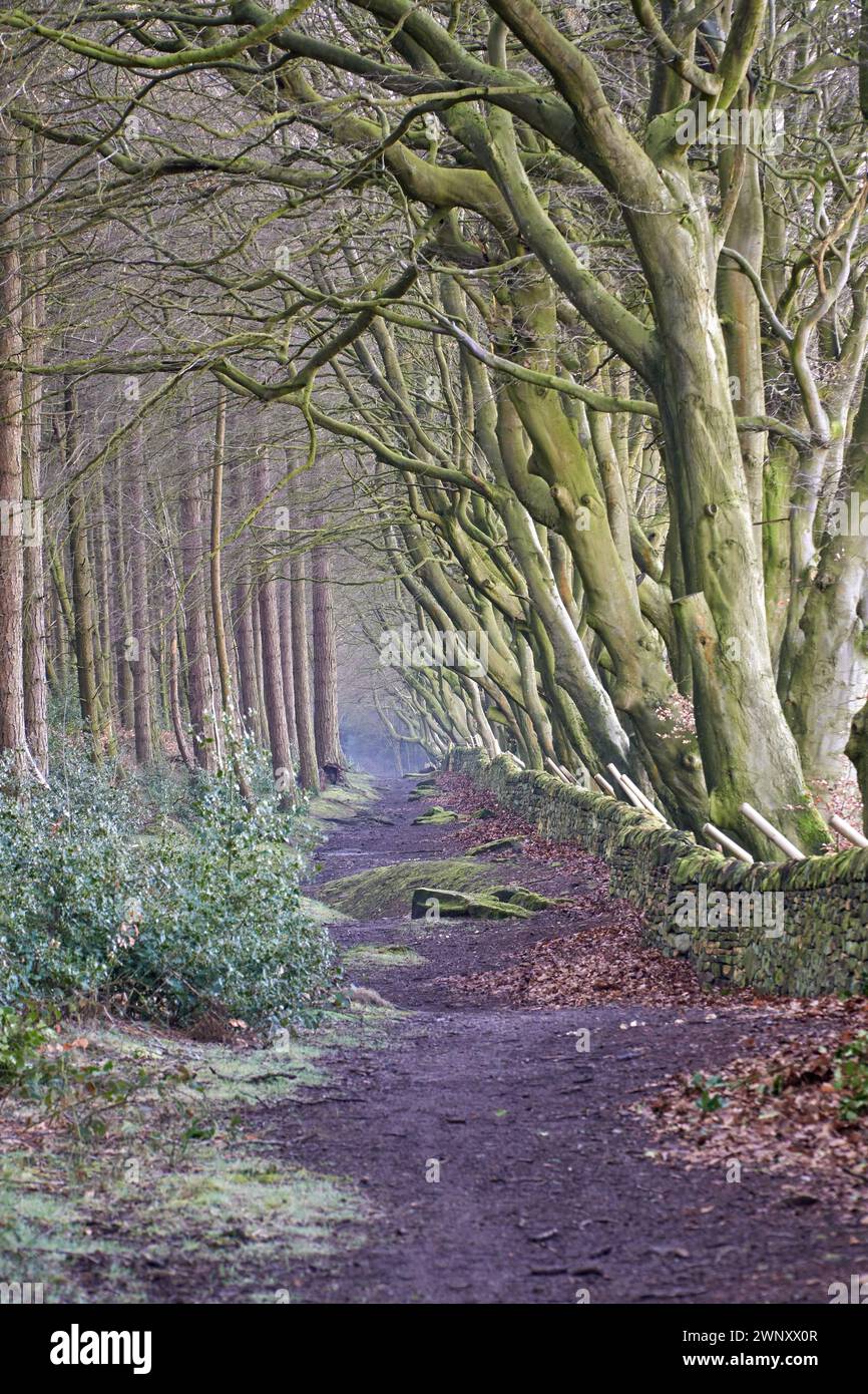 Long woodland path lined with Beech trees in Upper Moor, Derbyshire, UK ...