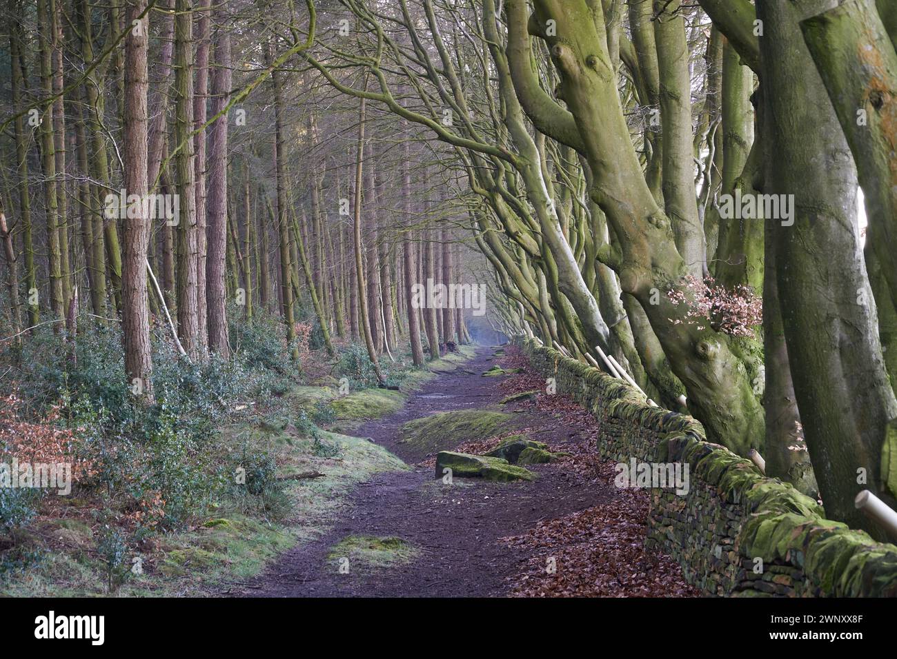 Long woodland path lined with Beech trees in Upper Moor, Derbyshire, UK ...