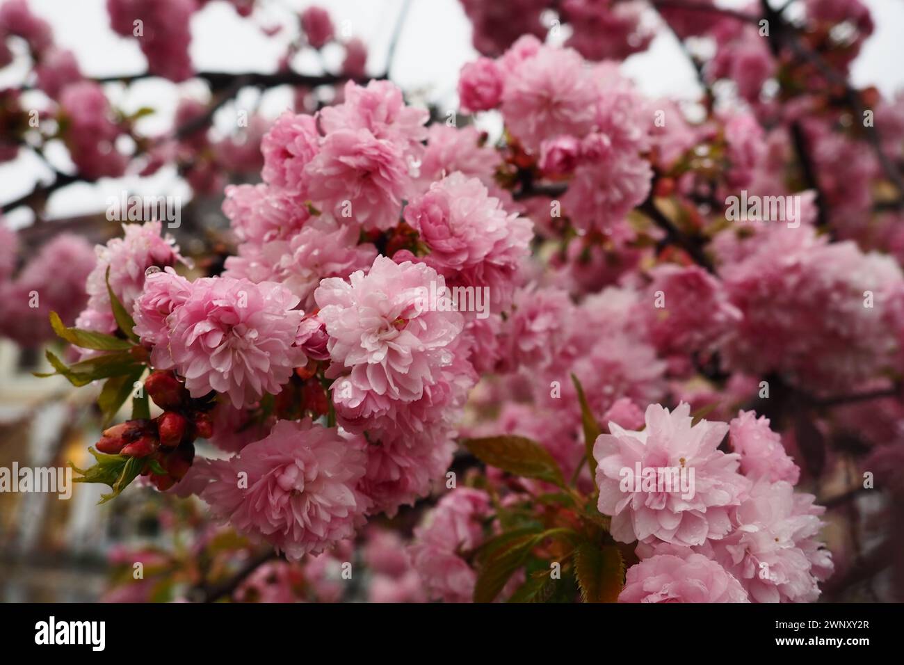 Sakura, species and varieties of trees of the subfamily Plum Prunoideae ...