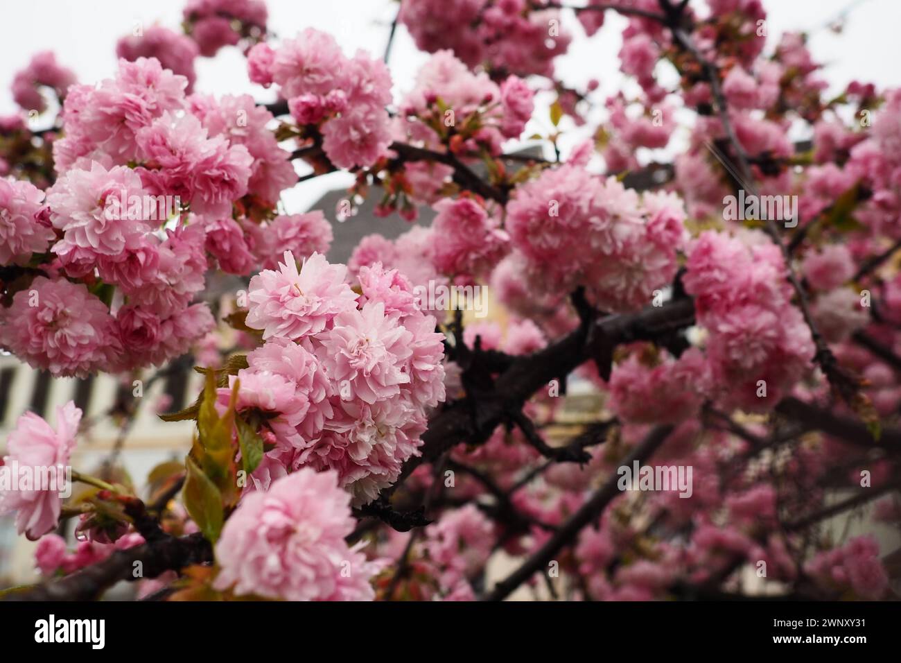 Sakura, species and varieties of trees of the subfamily Plum Prunoideae ...