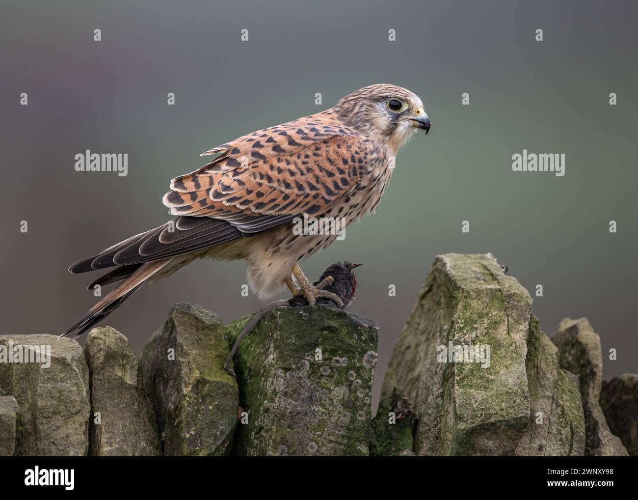 Kestrel - Female Stock Photo - Alamy