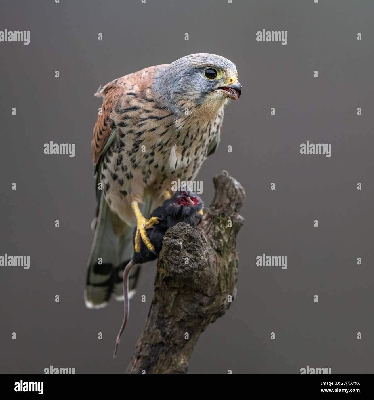 Kestrel - Male Stock Photo - Alamy