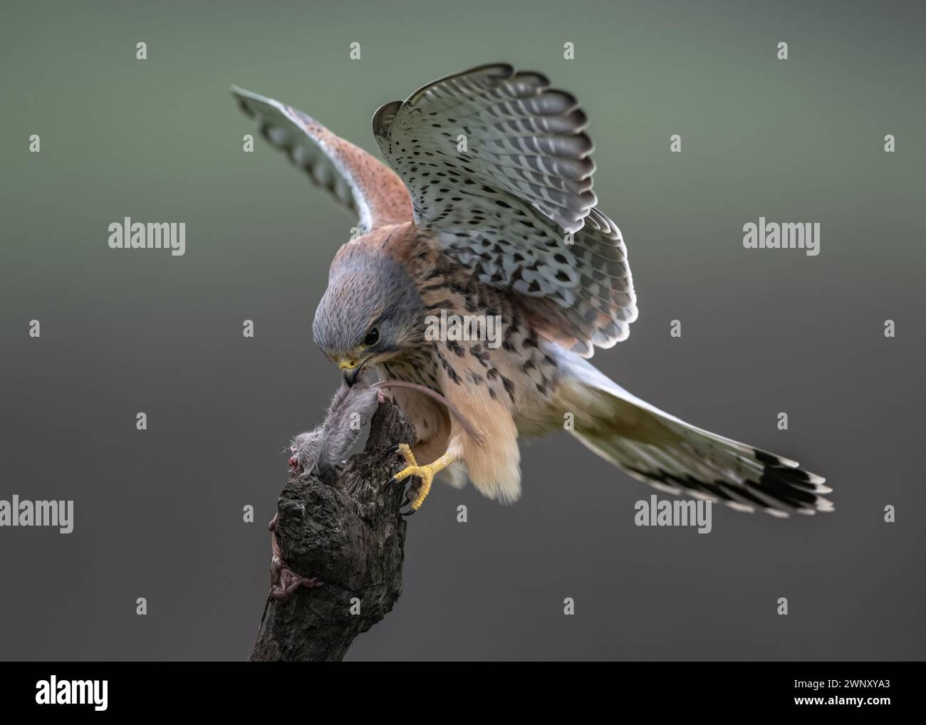 Flying kestrel with vole hi-res stock photography and images - Alamy