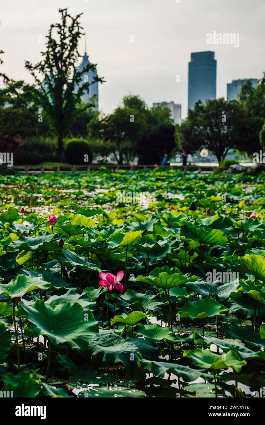 Lotus flower pond in Suzhou Stock Photo - Alamy