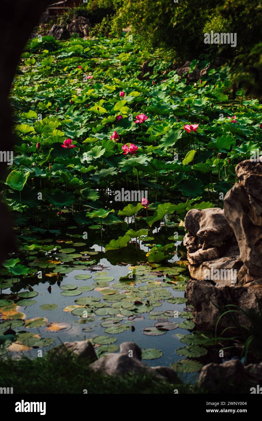 Lotus flower pond in Suzhou Stock Photo - Alamy