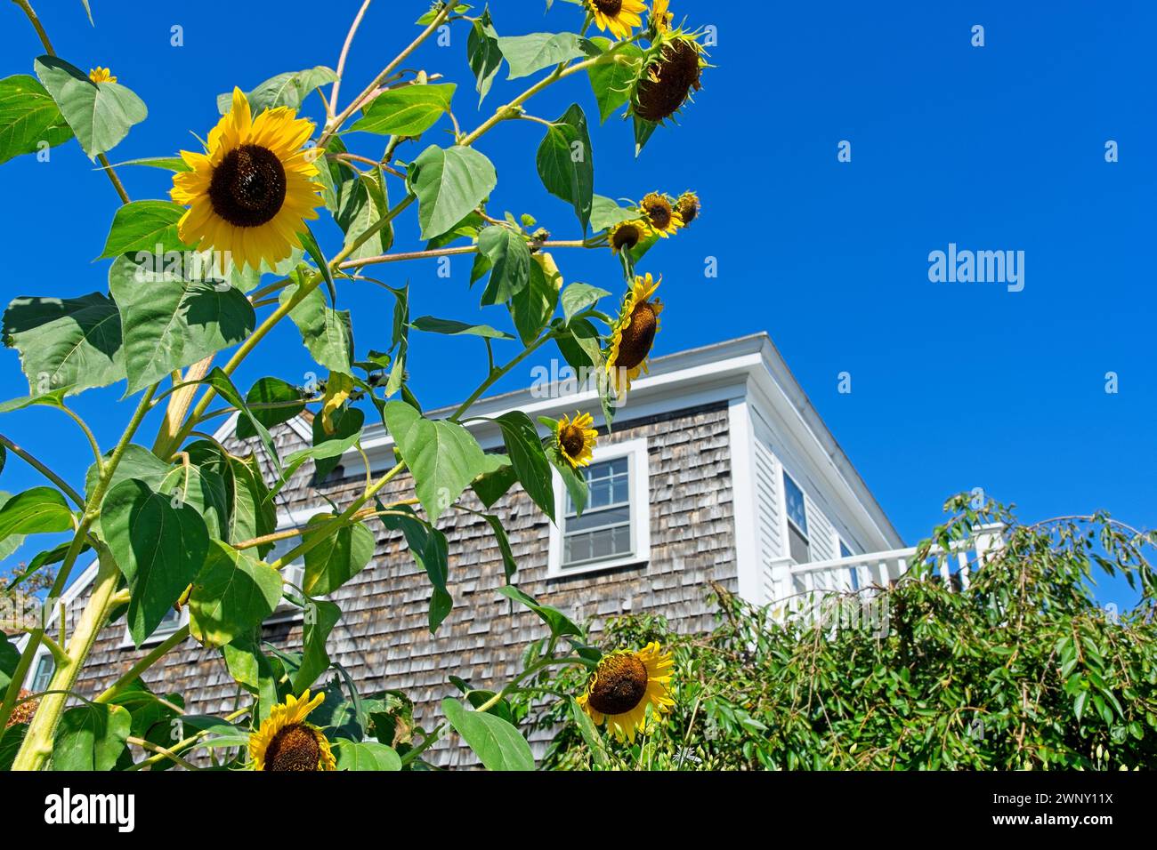 Tall sunflower stalks, blossoms stand before Cape Cod style home in Provincetown Stock Photo - Alamy