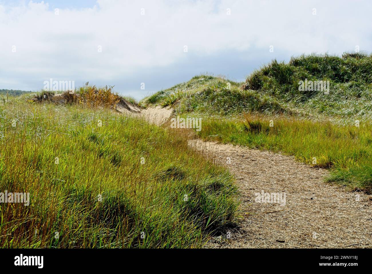 Grassy sand dune bluff at Great Island on Cape Cod Stock Photo - Alamy
