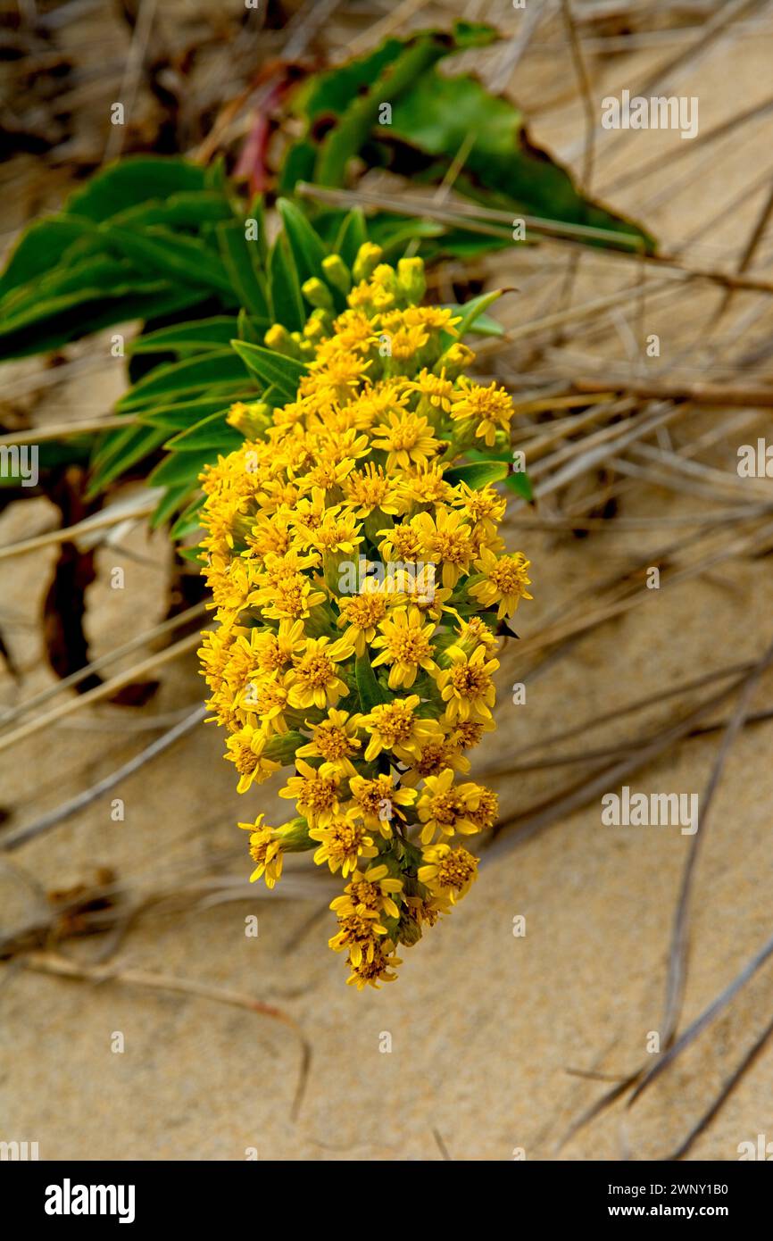 Seaside goldenrod hi-res stock photography and images - Alamy