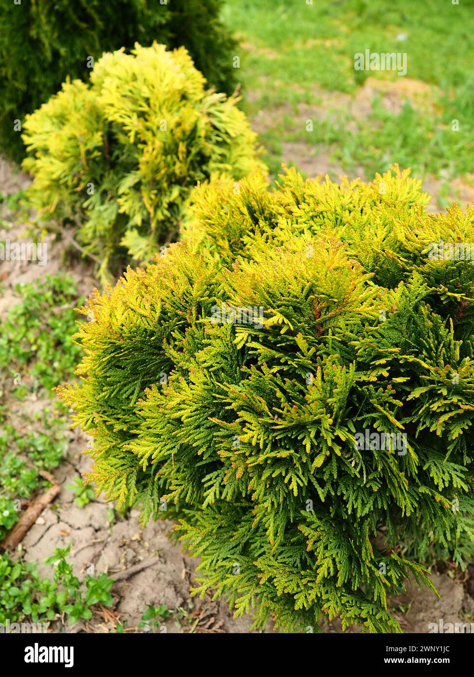 Sheared thuja on the lawn. Shaping the crown of thuja. Garden and park ...