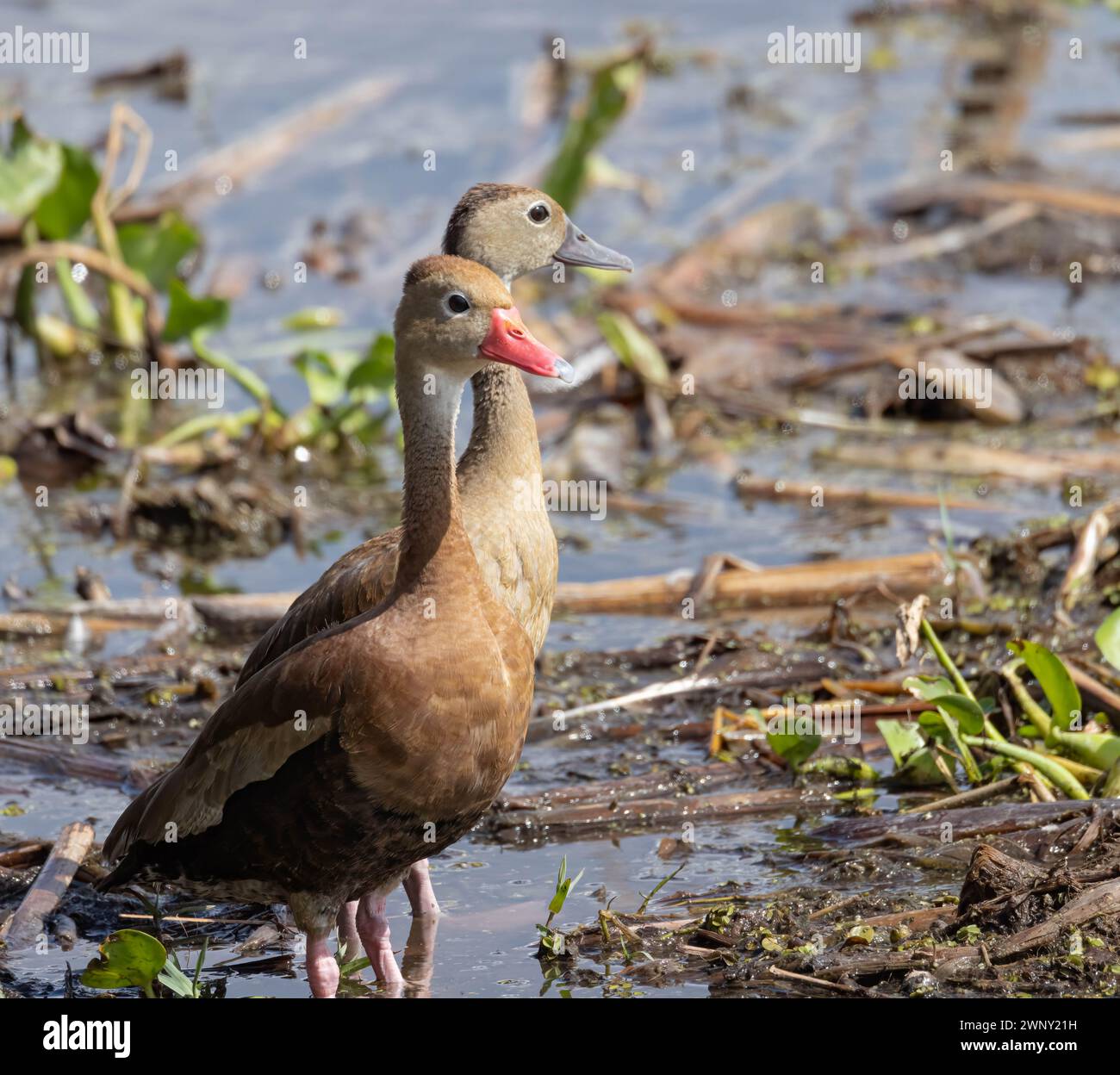 Black-bellied Whistling Ducks in wetland at Palo Verde National Park in ...