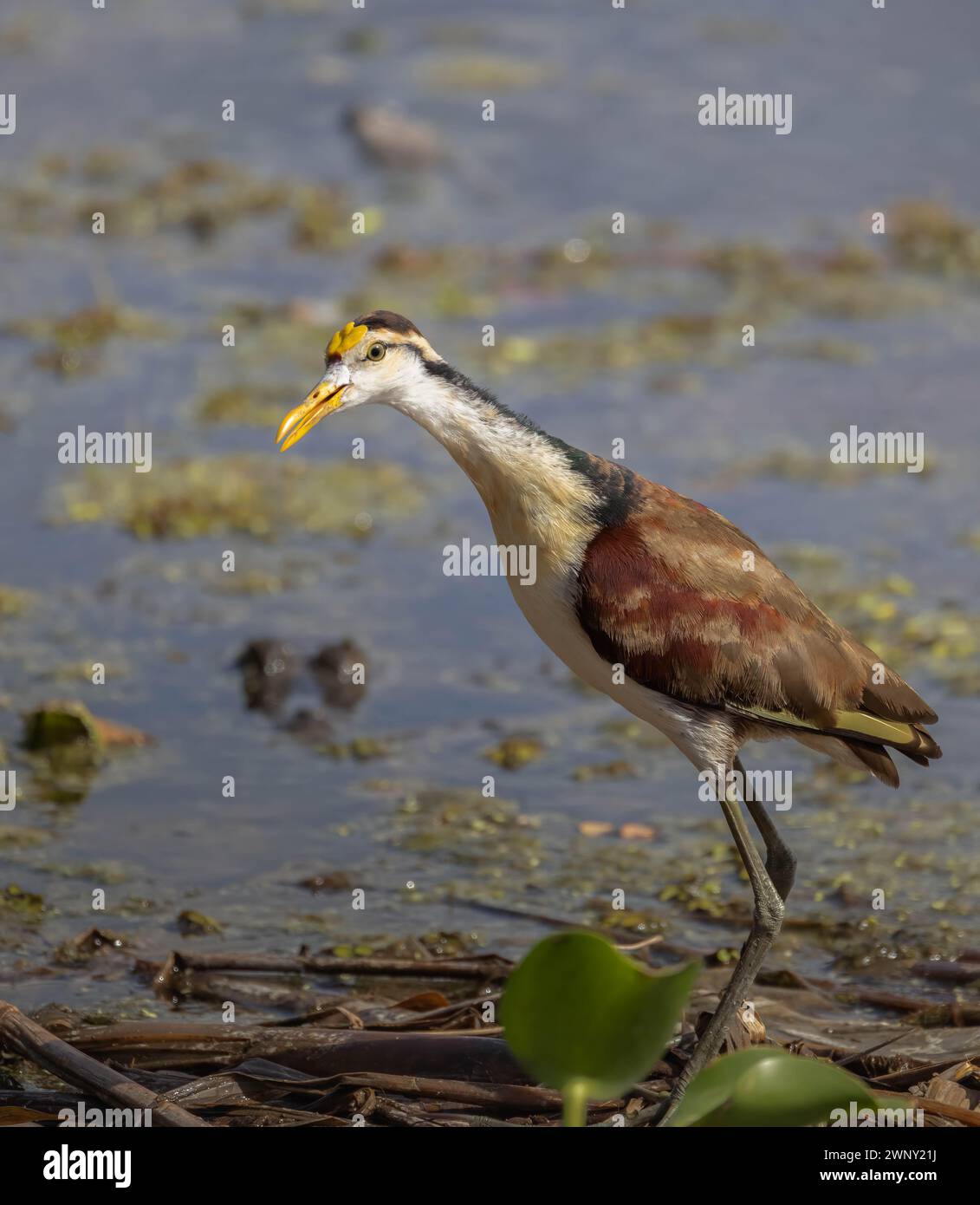 Juvenile Northern Jacana in Palo Verde National Park wetland in Costa ...