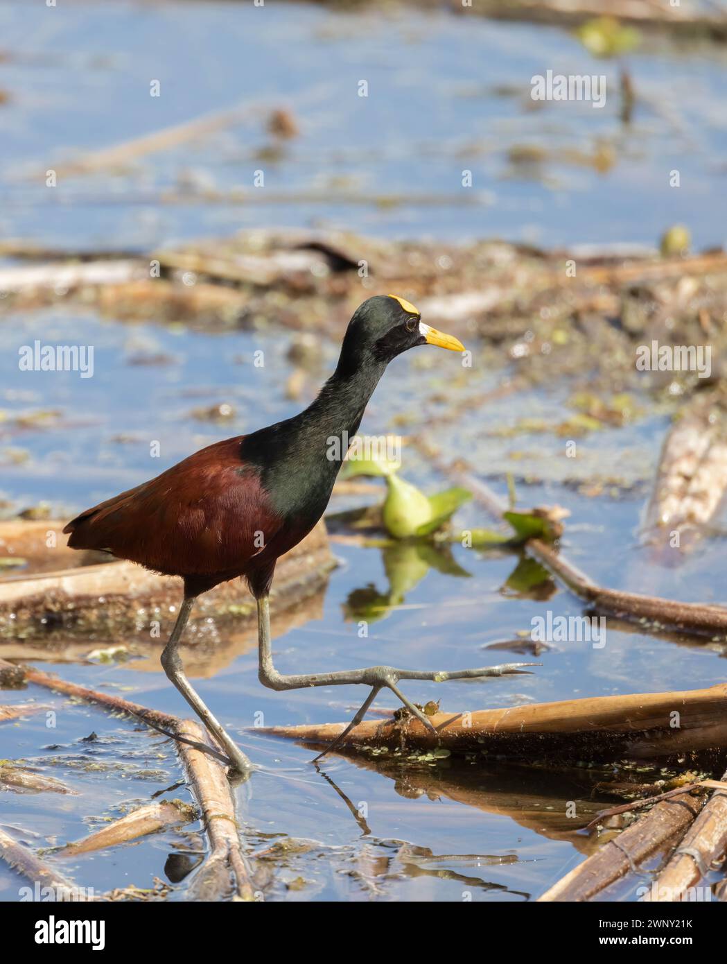 Closeup of adult Northern Jacana bird wading in a wetland in Palo Verde ...